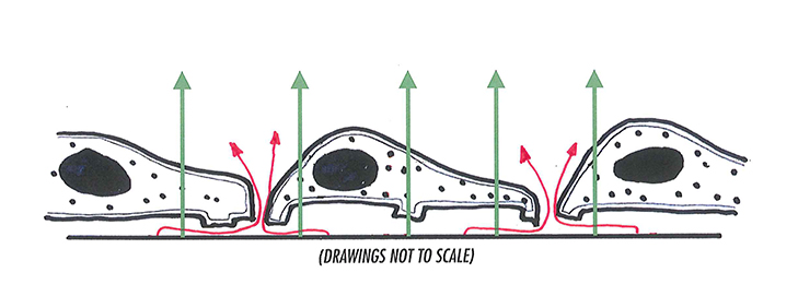 What is ECIS? - Applied BioPhysics