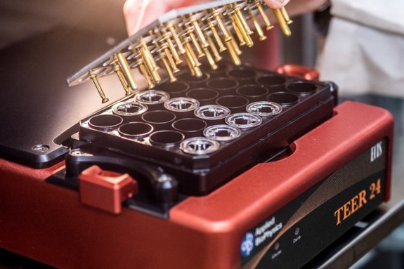 TEER with ECIS - Applied BioPhysics